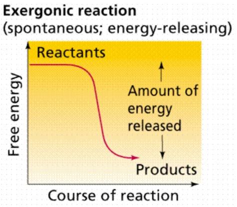 Plant Life Exergonic And Endergonic Reactions