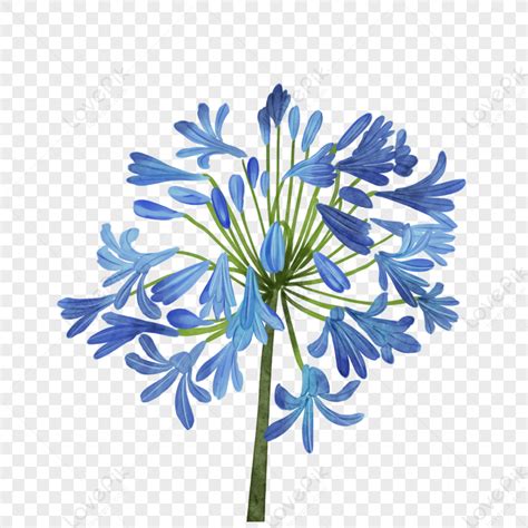 백 자 일러스트 련 파란색 아프리카 수채화 식물 꽃잎 꽃들 Png 일러스트 무료 다운로드 Lovepik