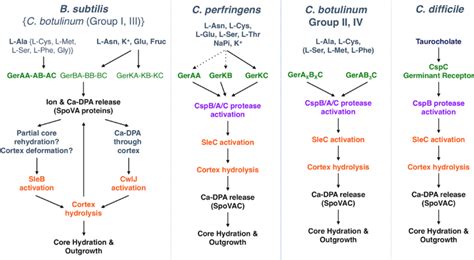 Schematic Of Spore Germination Signaling Pathways Germinants That Are