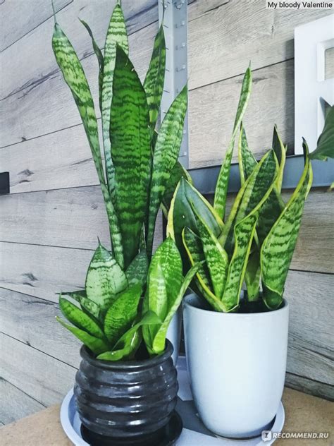 Сансевиерия (щучий хвост) - «Цветок для забывах» | отзывы