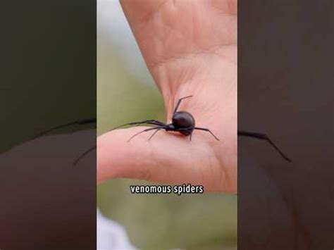 What Insects Eat Black Widow Spiders