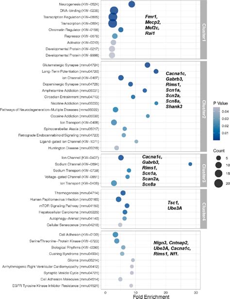 Summary Of Biological Processes And Pathways Affected By Asd Genes At