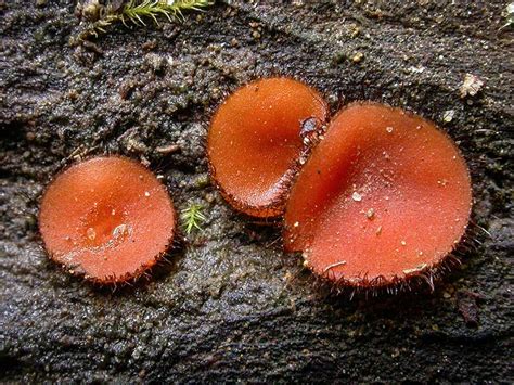 California Fungi Scutellinia Scutellata