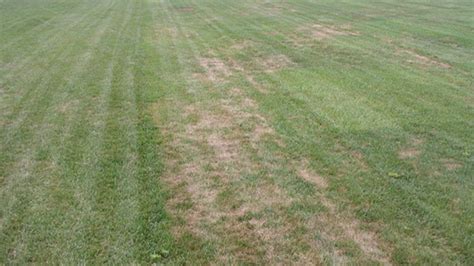 Détection Des Maladies Du Gazon Iv Pythium