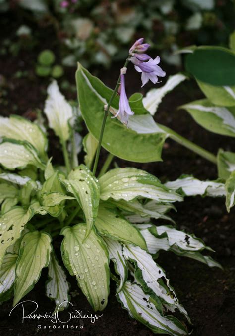 Hosta 'Lady Guinevere' | Gardening in Iceland