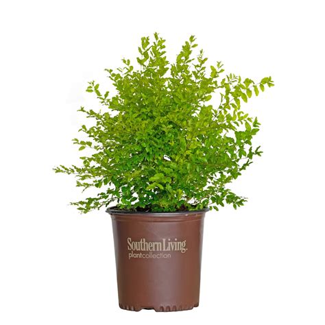Wavy Leaf Ligustrum Shop Online Plants By Mail