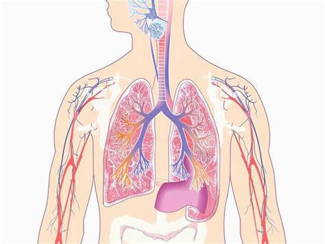 Diagrama Que Muestra El Sistema Respiratorio Humano Ilustración Del