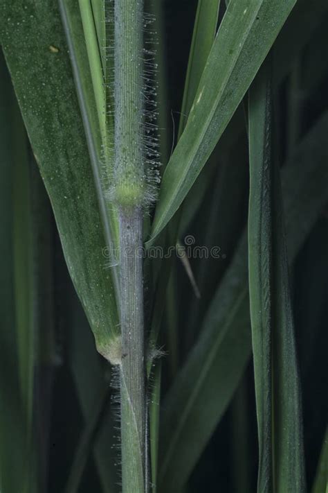 Close Up Of The Stems Of Poaceae Grasses Branch Stock Image Image Of