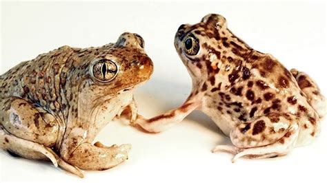 10 Perbedaan Kodok Dan Katak Yang Paling Mencolok Awas Tertukar