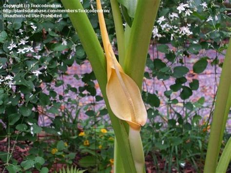 Inflorescence Spadix