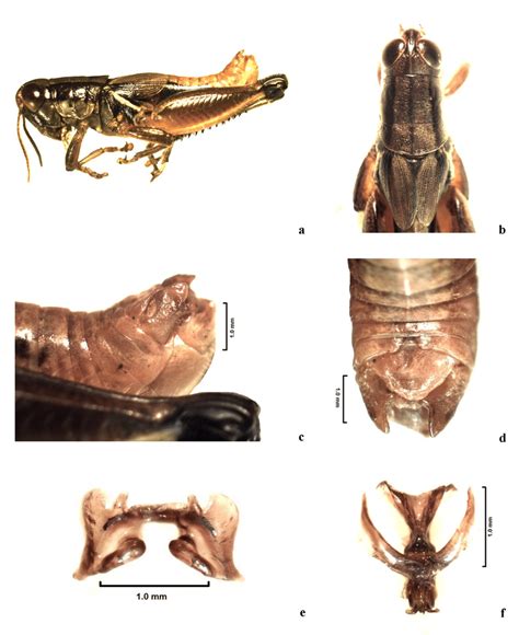 Melanoplus Trachodes N Sp Male Head Pronotum Thorax In Left Lateral