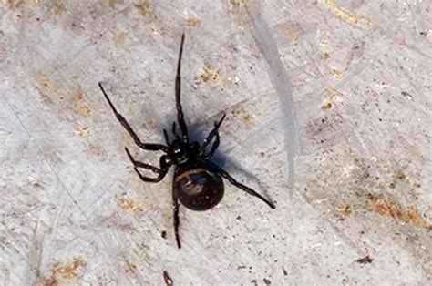 False Black Widow Spider