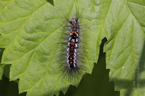 Photo 26535 Euproctis Similis