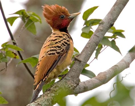 Lost Birds The Search To Rediscover Species That Might Not Yet Be