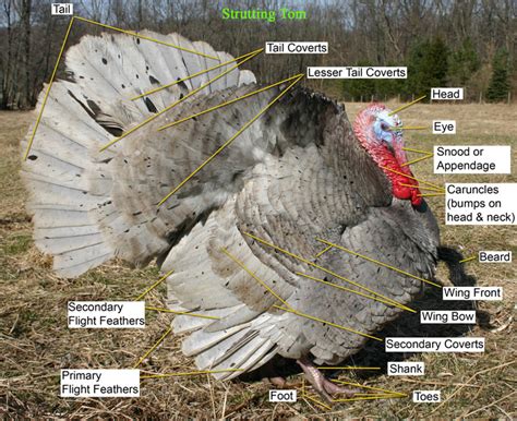 Turkey Anatomy Diagram