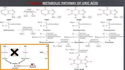 Auwal Yb Uric Acid Pptppt Uric Acid Estimation And Couses