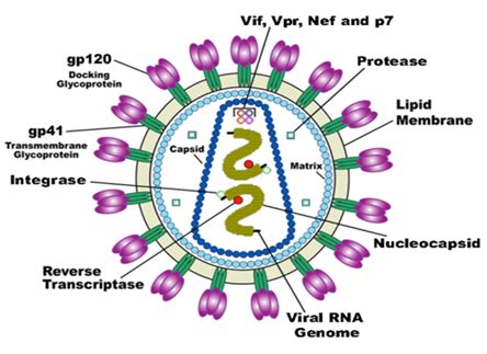 Human Immunodeficiency Virus Structure