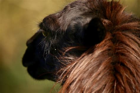 Premium Photo Close Up Of Hairy Llama