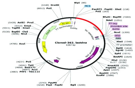 In Silico Cloning The Inserted Optimized Dna Sequences Of Proposed Download Scientific Diagram