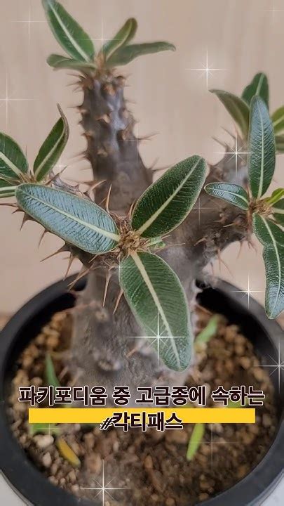 파키포디움 중에서 고급종에 속하는 칵티패스 괴근식물 괴근 아프리카식물 코덱스 코덱스식물 엑스플랜트 Plants 다육이 다육식물 다육 Succulent