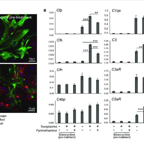Toxoplasma Infection Induced The Expression Of Alternative Complement Download Scientific