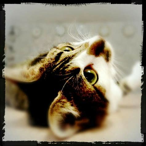 Lazy Kitty Kitty Animals Cats Lazy Kitty Kitty Animals Cats