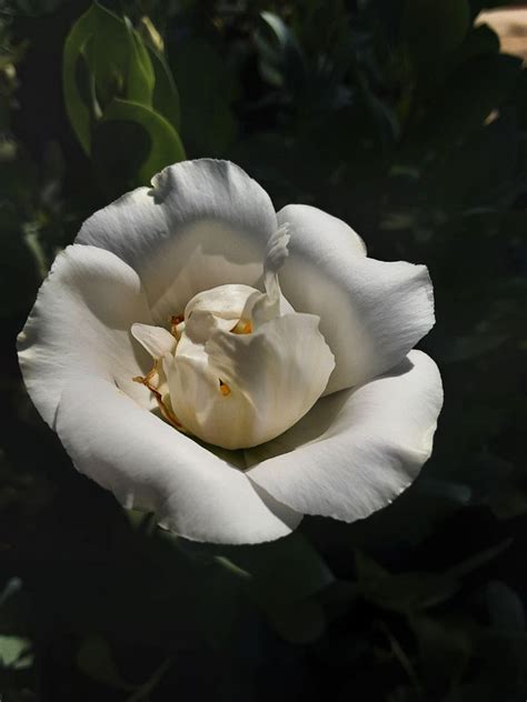 I Have Eustoma New Varieties Continue To Bloom With That Many Flowers