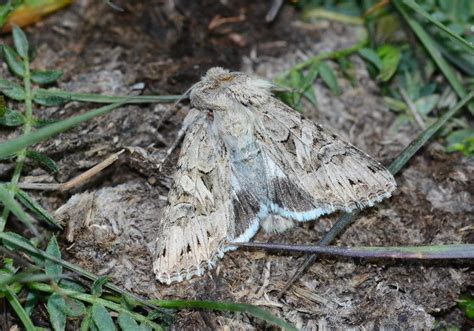 Anarta Eversmanni From Алайский район Киргизия On July 2 2019 At 07 29 Am By Pavel Gorbunov