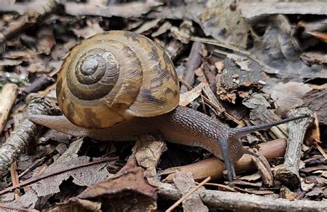 Snail Species Identification A New Discovery Of The Bioluminescent