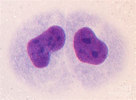 Daughter Cells After Mitosis Photograph By Dr Juan F Gimenez Abian