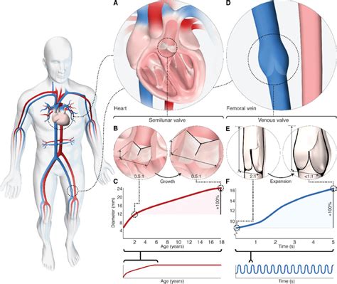 Valves Function Vein At Randal Canada Blog