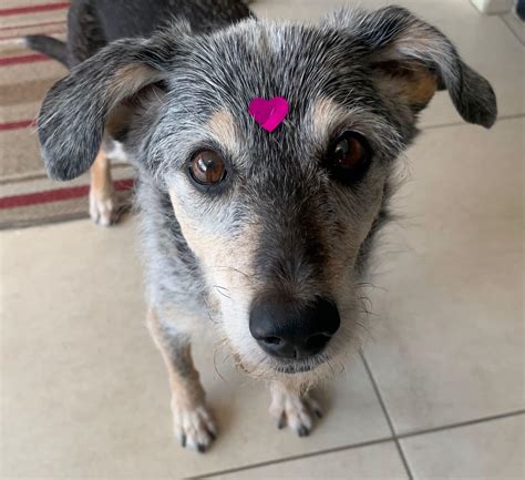 Morre Estopinha cachorrinha que foi a ª pet influencer do Brasil