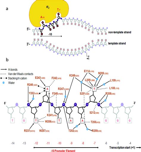 Prokaryotic Transcription Initiation Sigma Factor