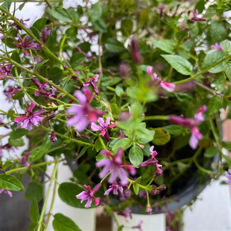 Cuphea Starfire Pink Picturethis