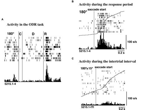 A An Example Of Post Saccadic Activity Observed At The 180° Trials Of Download Scientific