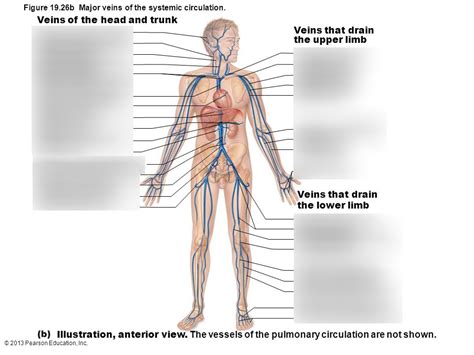 Anatomy Chapter 19 The Venae Cavae And The Major Veins Of The