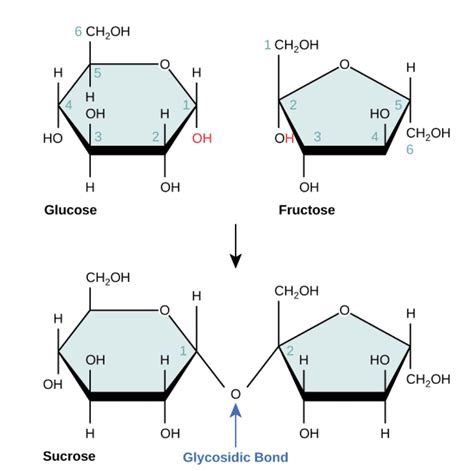 Polysaccharide Examples