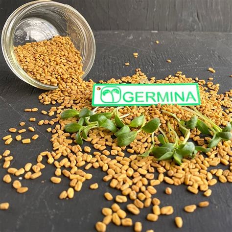 Fenugrec Biologique Germinaca
