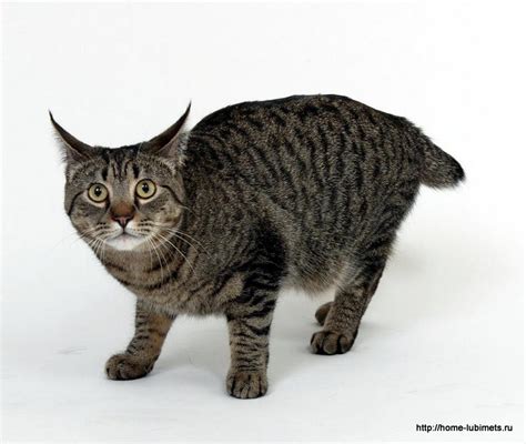 Пикси боб Домашний любимец