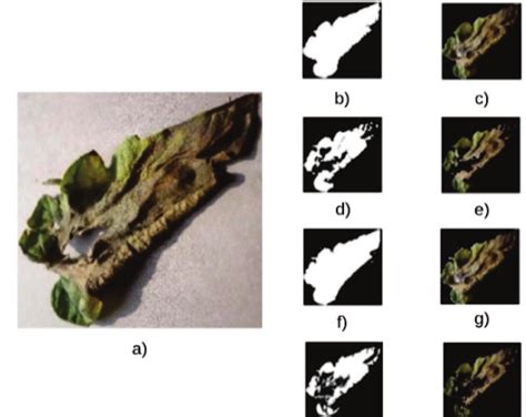 Failures Of Background Segmentation Of Sick Leaf A With