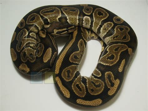 The Periodic Table Of Pythons Collection Selenium Het Red Axanthic Het Pied