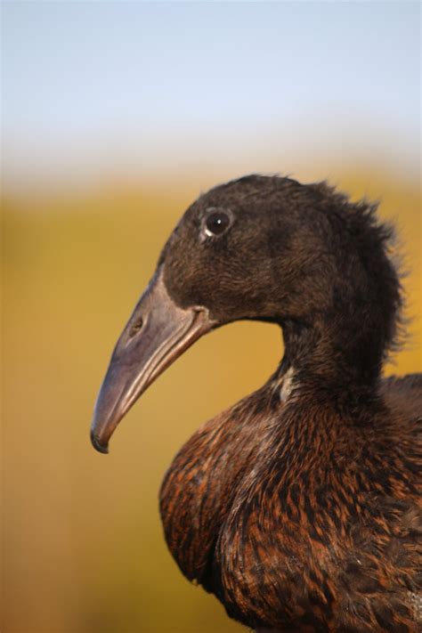 Dutch Hookbill Ducks
