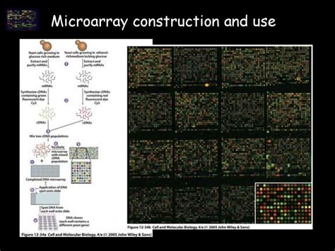 Gene Expression Analysis And Proteins Ppt Download