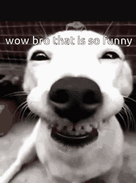Lol Funny  Lol Funny Discover And Share S