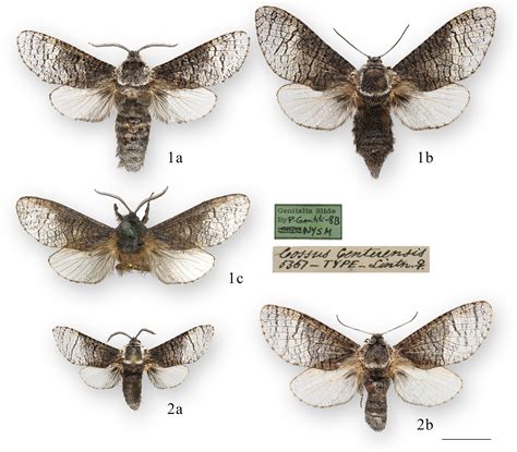 Lepidoptera