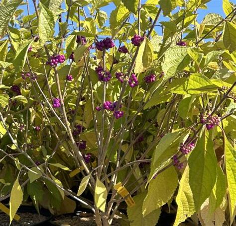Callicarpa Americana American Beautyberry 32 Tubeling Native Plants