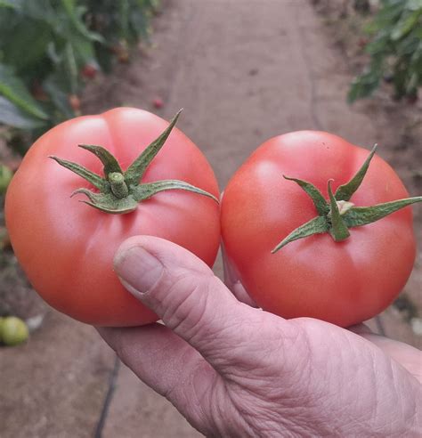 Rozín Nz 5005 Semillas Nezzalez