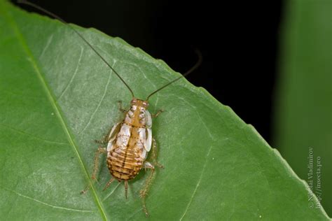 Photo 62048 Blattodea Sp