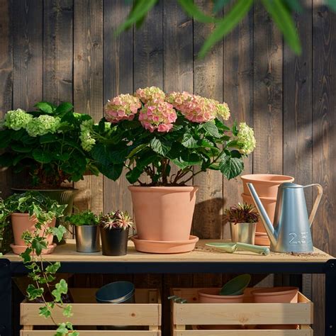 Hydrangea Macrophylla Potted Plant Hydrangeaassorted Colours 23 Cm