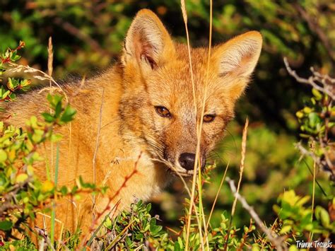 Patagonia Animals A Wildlife Guide To Southern Chile And Argentina